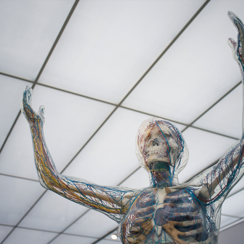 Uncovering the Chemical Immune Supporting Mechanisms of EBC-46 ...